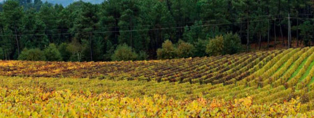 Vinhos da Beira Alta Pinhel Castelo Rodrigo Cova da Beira Terras do Dão ...