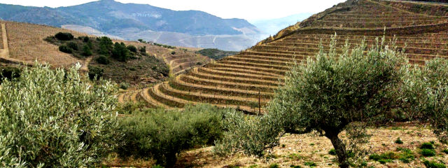 Adegas e Quintas de Murça Vinhos de Murça Cima Corgo Douro Vinhateiro ...